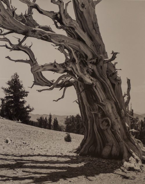 Bristlecone Pines, CA | Art Collection at PCC