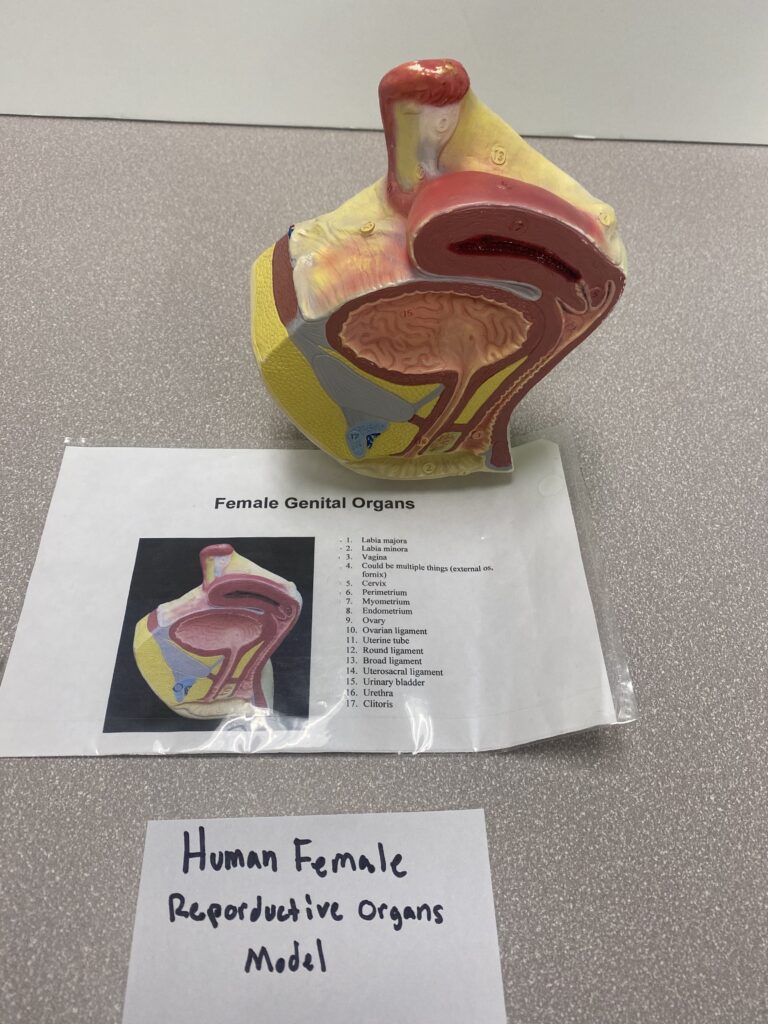 Broad Ligament Model Female Reproductive System 3d Model Labeled