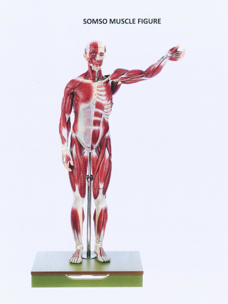 Muscle Man Anatomy Model