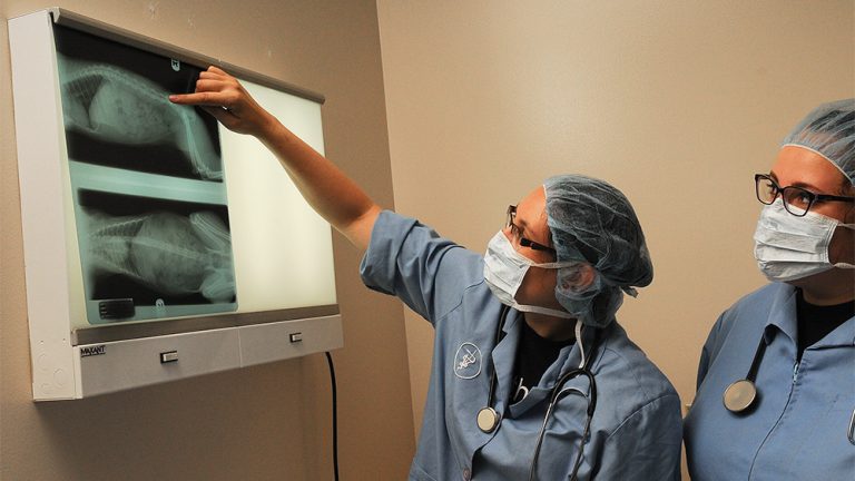 Veterinary Technology, associate degree | Veterinary Technology at PCC