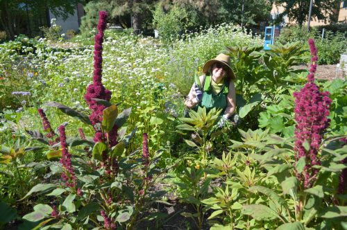 Learning Gardens | Sustainability at PCC